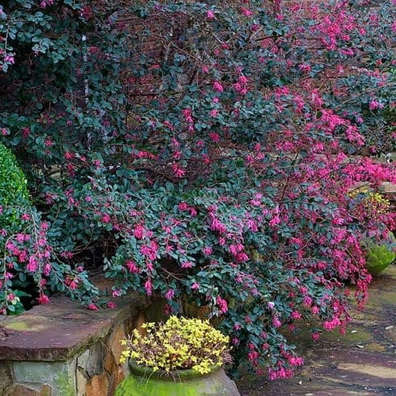 Loropetalum Carolina Midnight 2 Extra Large 3 Gallon Plants Botanical Name: Loropetalum Chinense ...