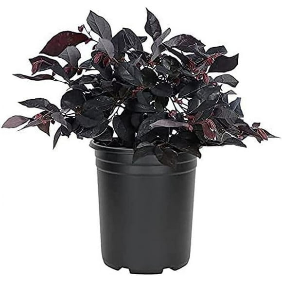 Carolina Allspice Shrub