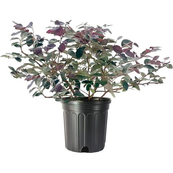 Pixie Loropetalum