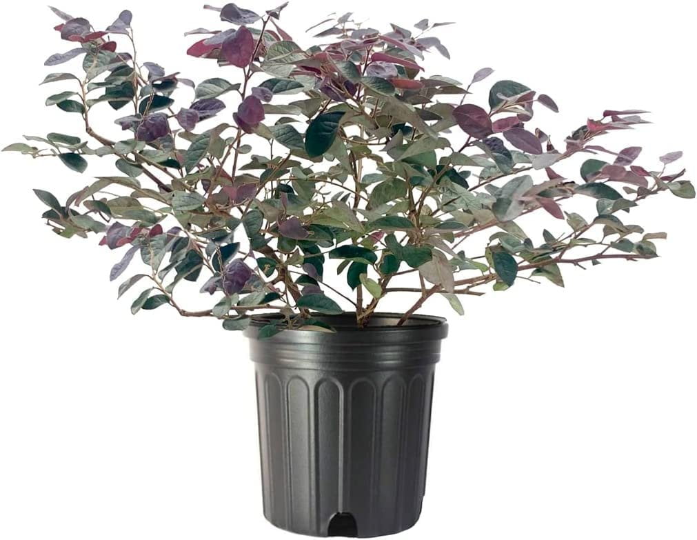 Loropetalum Plum Delight 2 Large Gallon Size Plants Chinese Fringe ...