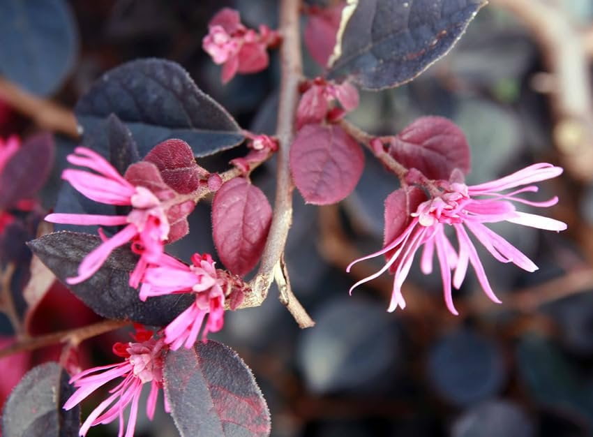 Loropetalum Plum Delight I 10 Live Quart Size Plants I Chinese Fringe ...