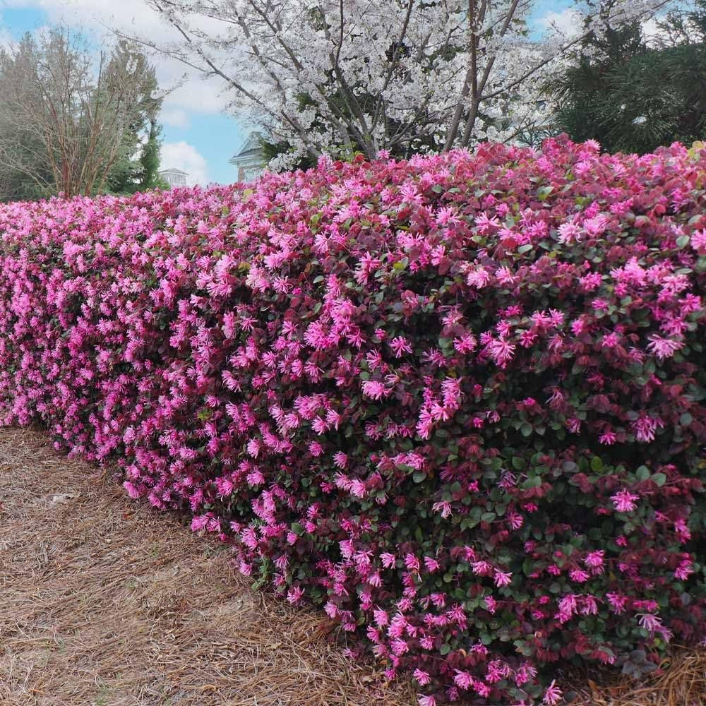 Loropetalum Ruby - 3 Gallon Extra Large Vibrant Garden Plants - Walmart.com