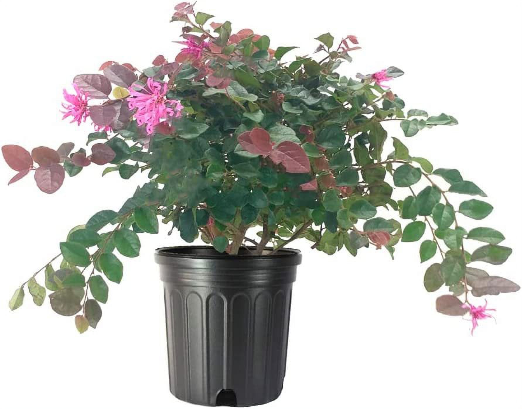 Loropetalum Ruby 3 Large Gallon Size Plants Chinese Fringe Flower ...