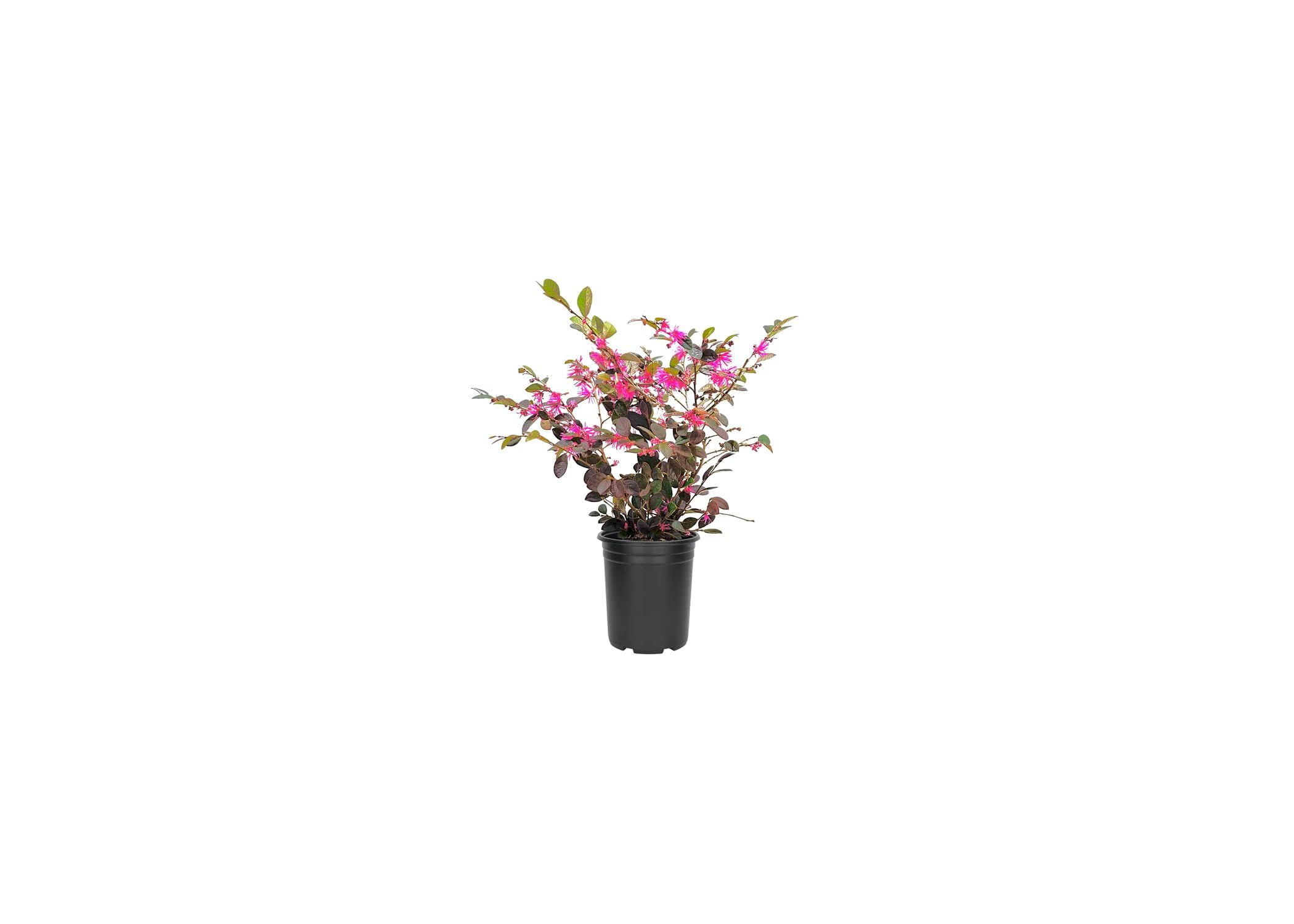 Loropetalum Ruby I 1 Live Quart Size Plant I Chinese Fringe Flower I ...