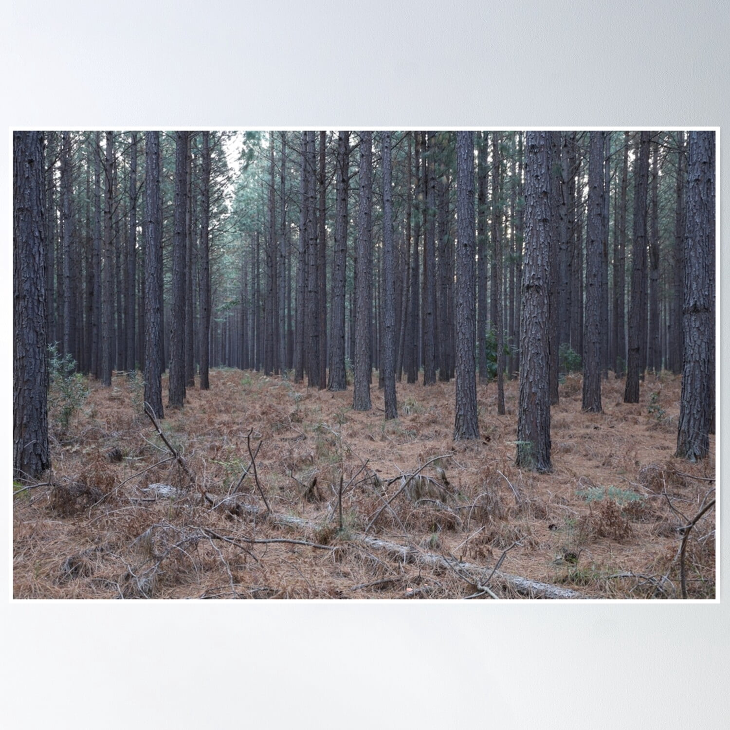 Lost In Pine Forest Poster Wall Art, Modern Wall Decor, 12x18 UNFRAMED ...