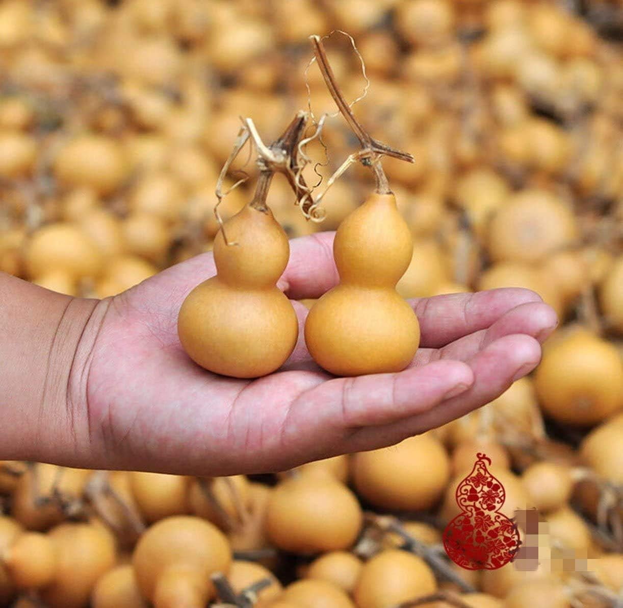 Lot of 20pcs Mine Natural Dry Gourd Bottle Gourd,4-6.5cm Gourds Mini ...