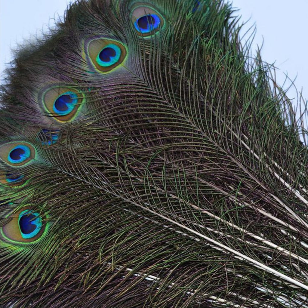 Lots 10PCS Natural Real Tail Eye Feathers DIY Crafts23-30cm/10-12Inches ...