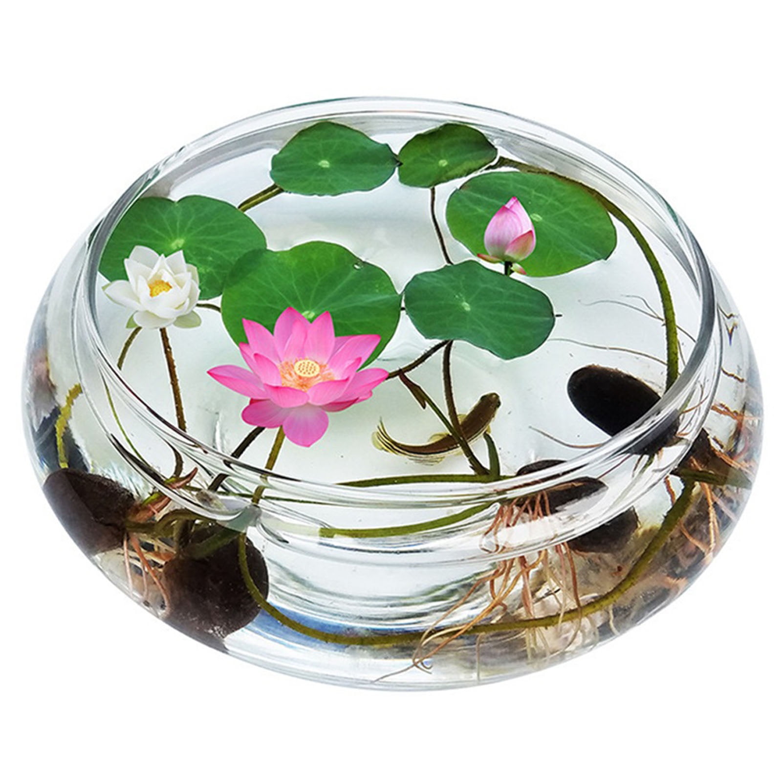 Lotus Bowl Glass Planter Terrarium Hydroponic Planter Floral Container ...