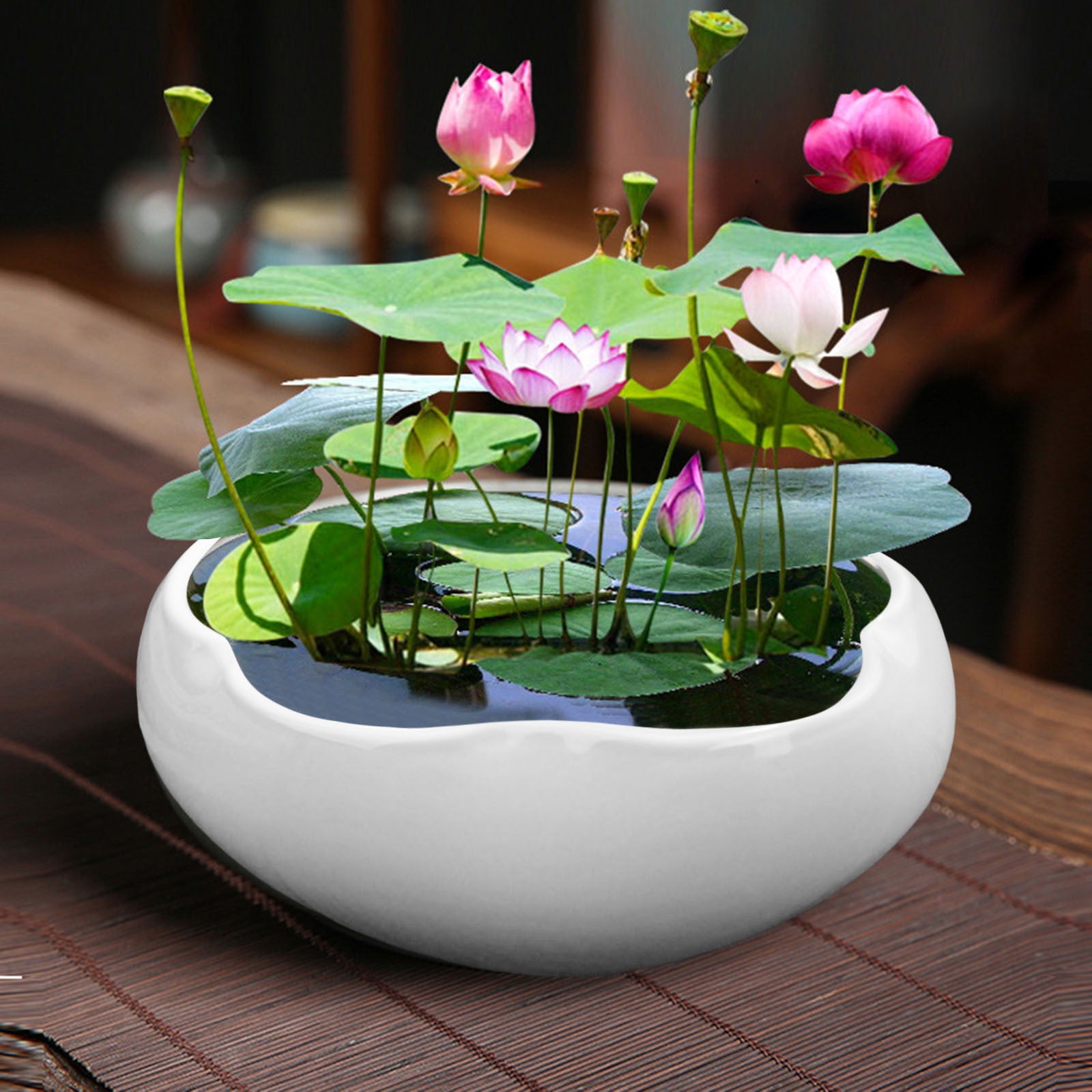 Lotus Bowl Planter - Ceramic Hydroponic Water Bowl for Indoor Plants ...