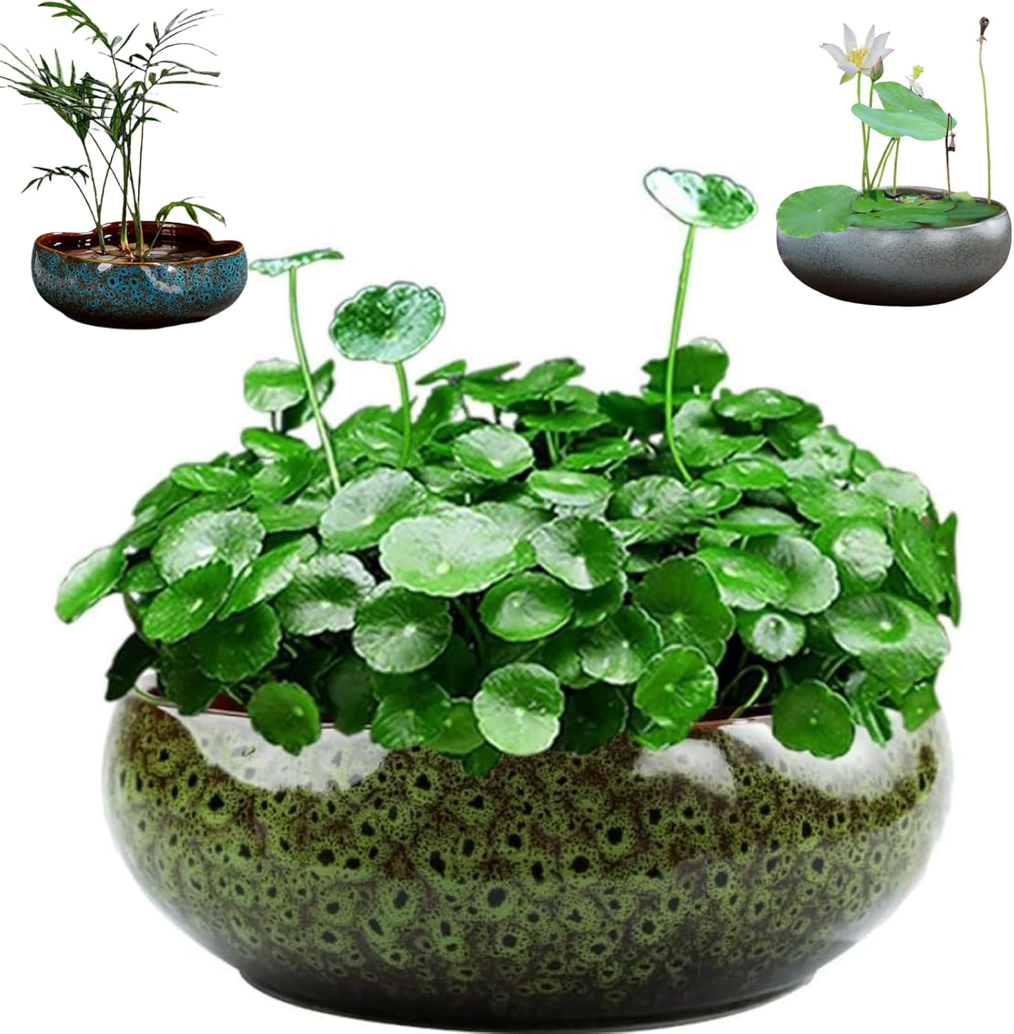 Lotus Bowl Planter, Lotus pots for water plants indoor, Lotus planters ...