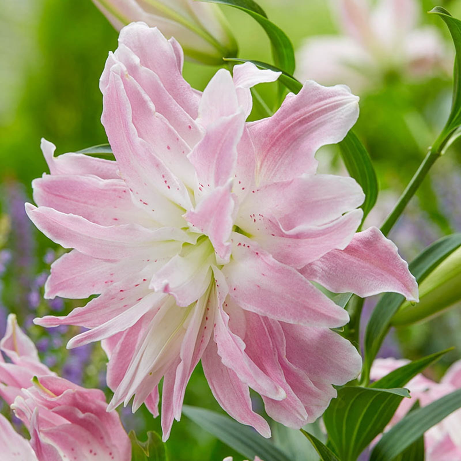 Lotus Elegance Oriental Lily - 2 Bulbs 16/18cm - Ruffled Pink Blooms ...
