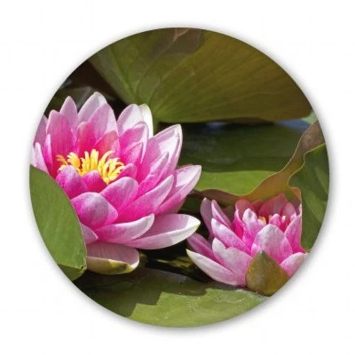 Lotus Flowers Car Sticker Phone Decal Water Bottle Stickers Car Decals ...