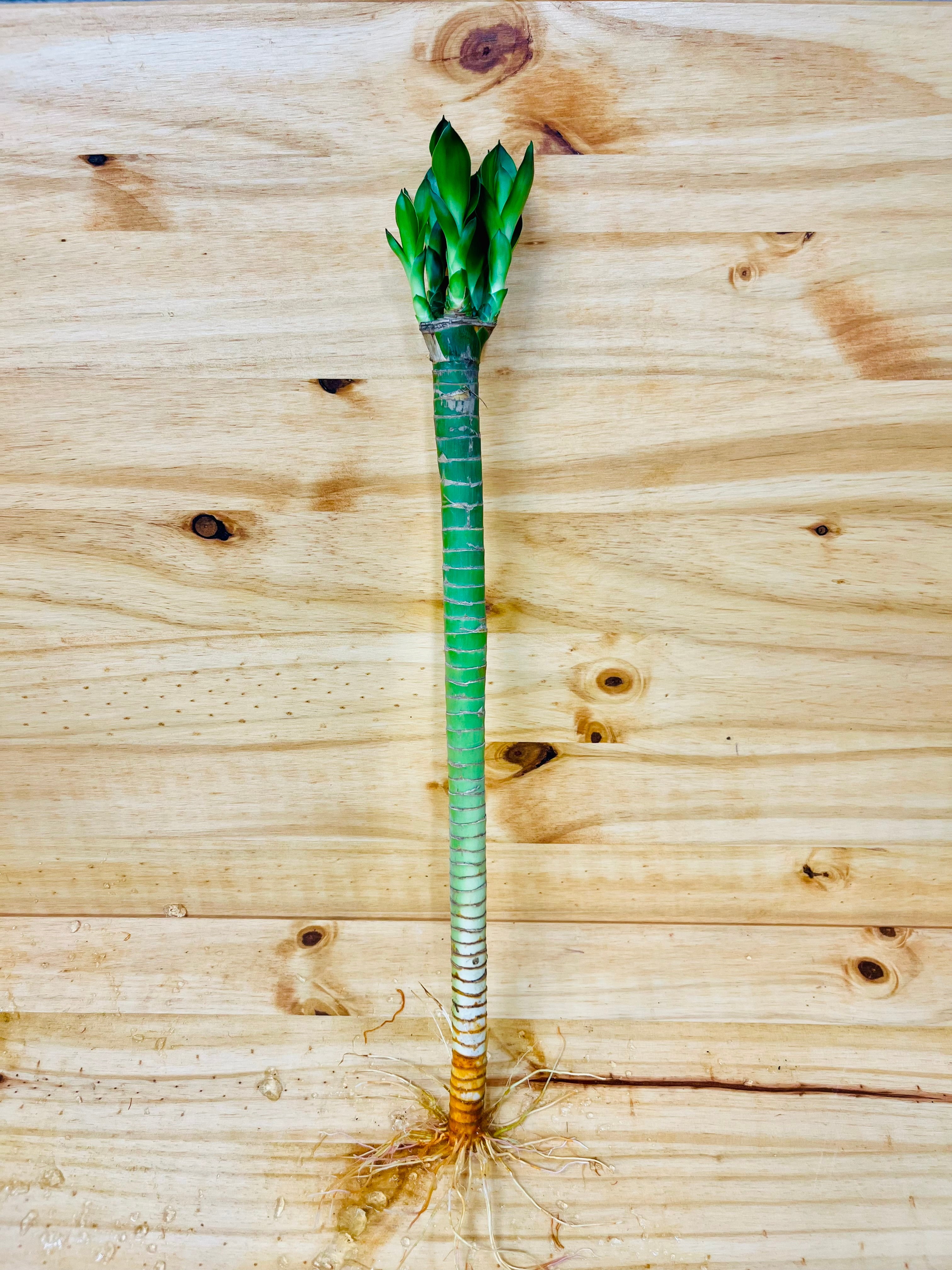 Lotus Lucky Bamboo 16” Stalks - Walmart.com