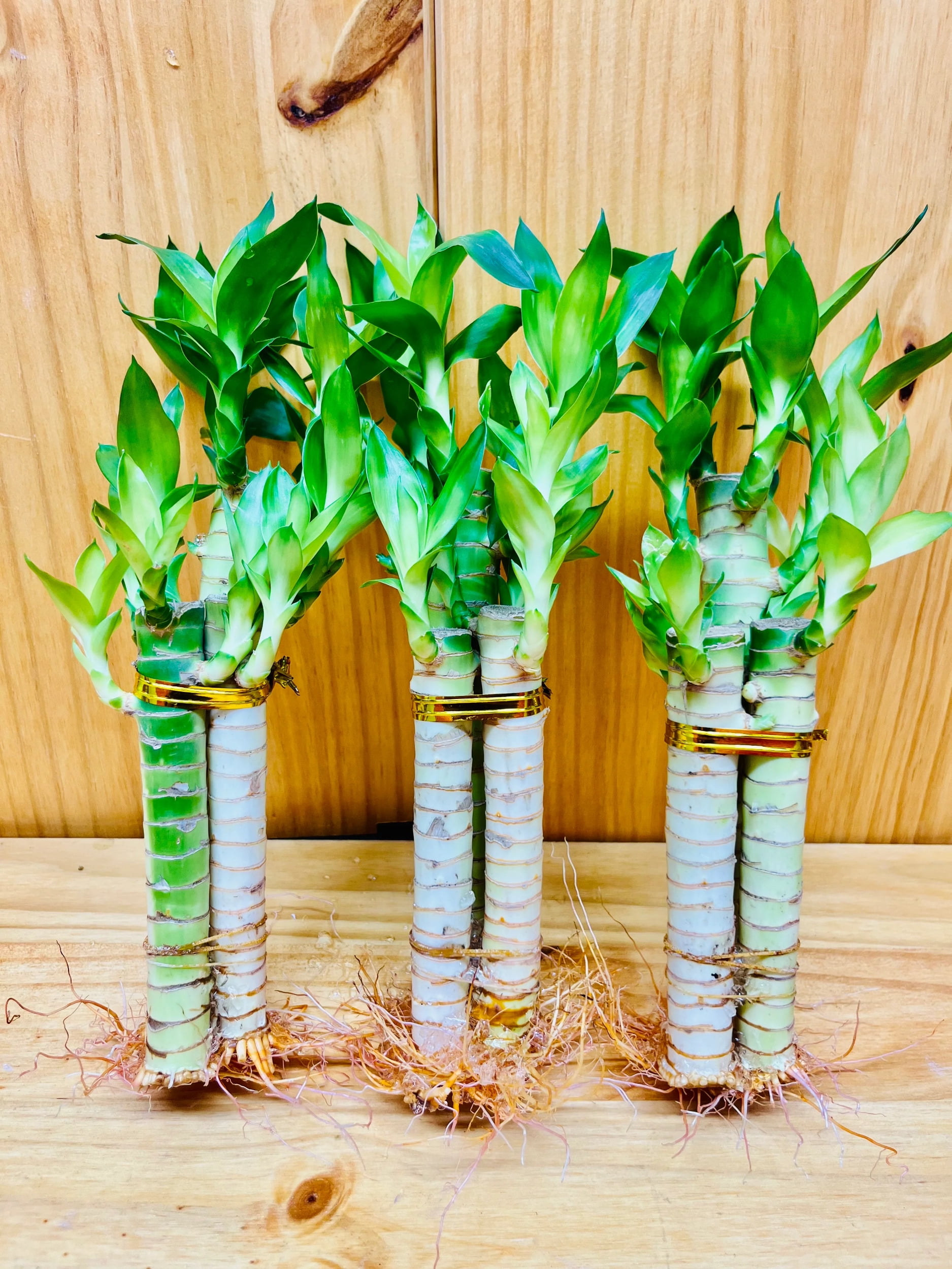 Lotus Lucky Bamboo Arrangements - Walmart.com