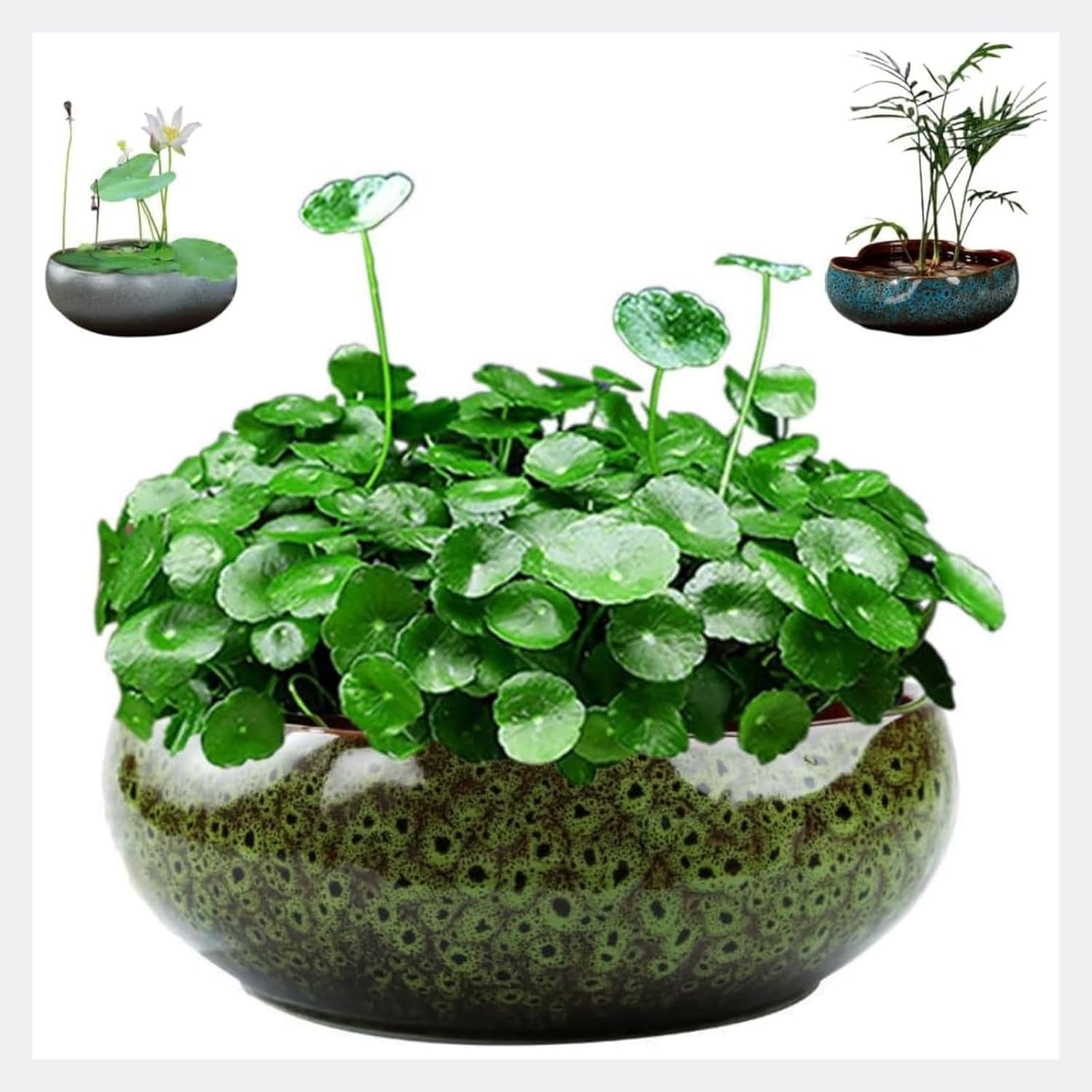 Lotus Pots for Water Plants Indoor, Lotus Planters for Indoor Plants ...