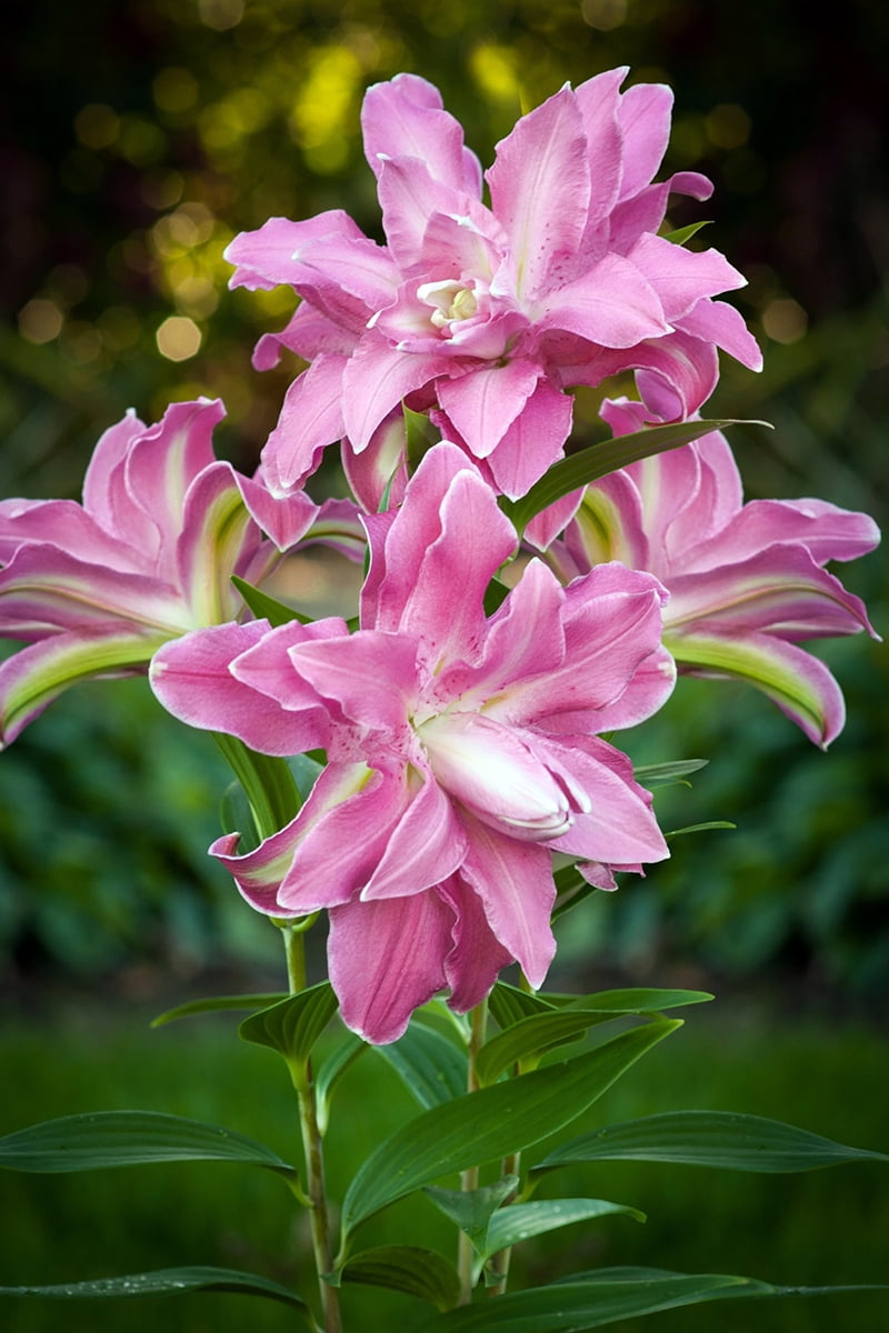 Lotus Wonder Oriental Lily - 2 Bulbs 16/18cm - Candy Pink Double Blooms ...