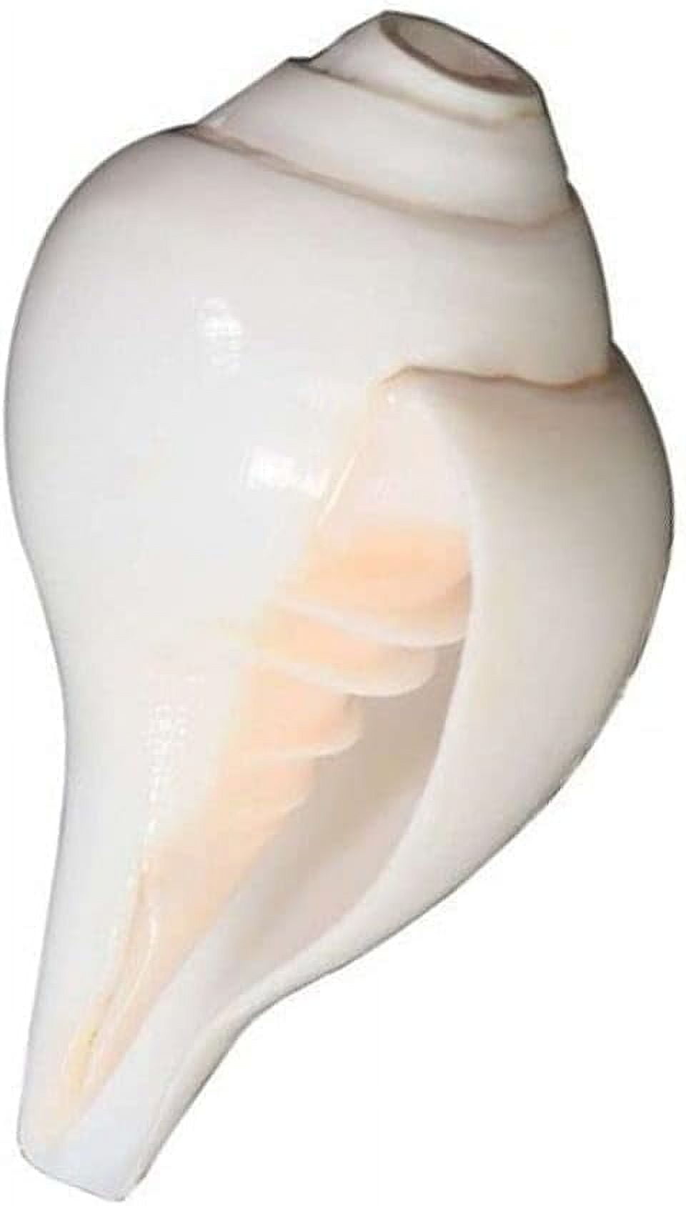 Loud Blowing Original Conch Shell Shankh 6 IN Large White Best For ...