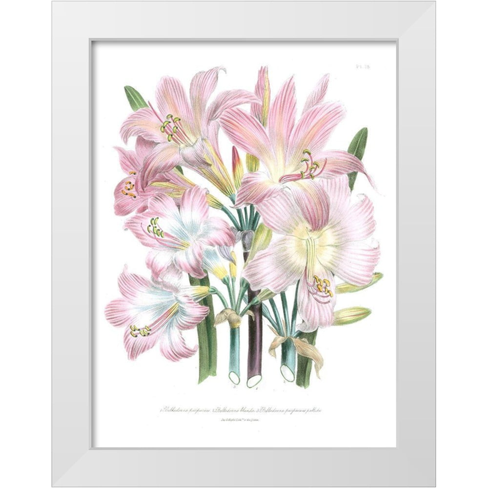 Loudon, Jane 15x18 White Modern Wood Framed Museum Art Print Titled ...