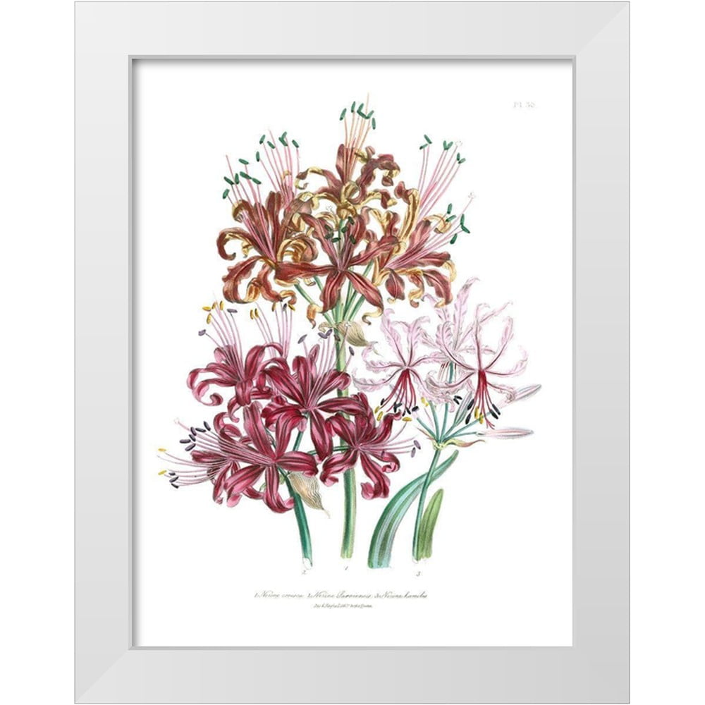 Loudon, Jane 25x32 White Modern Wood Framed Museum Art Print Titled ...