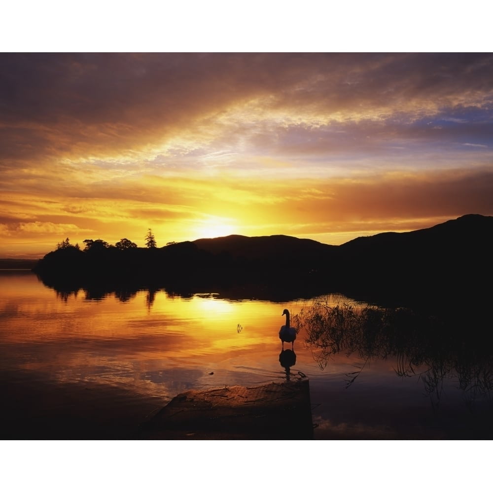 Lough Gill Co Sligo Ireland;Silhouette Of Swan Standing In Lake At ...