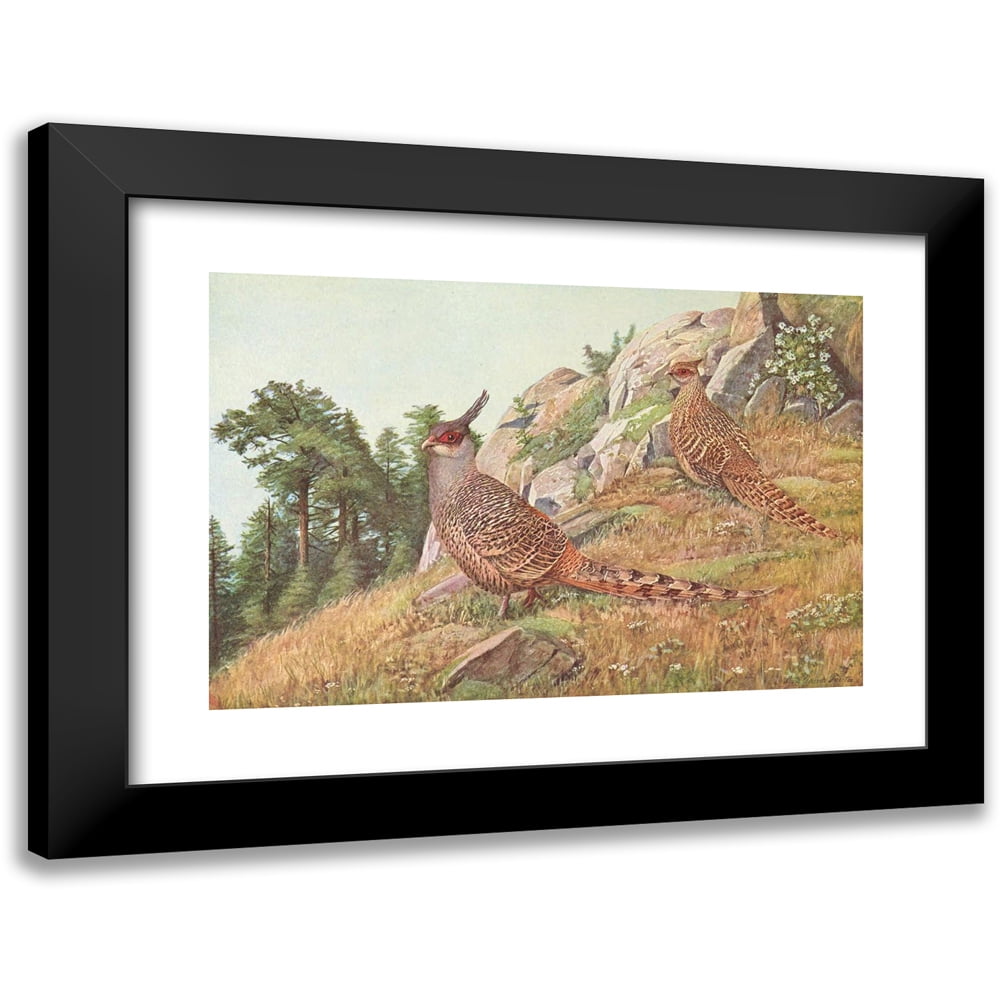 Louis Agassiz Fuertes 14x11 Black Modern Framed Museum Art Print Titled ...