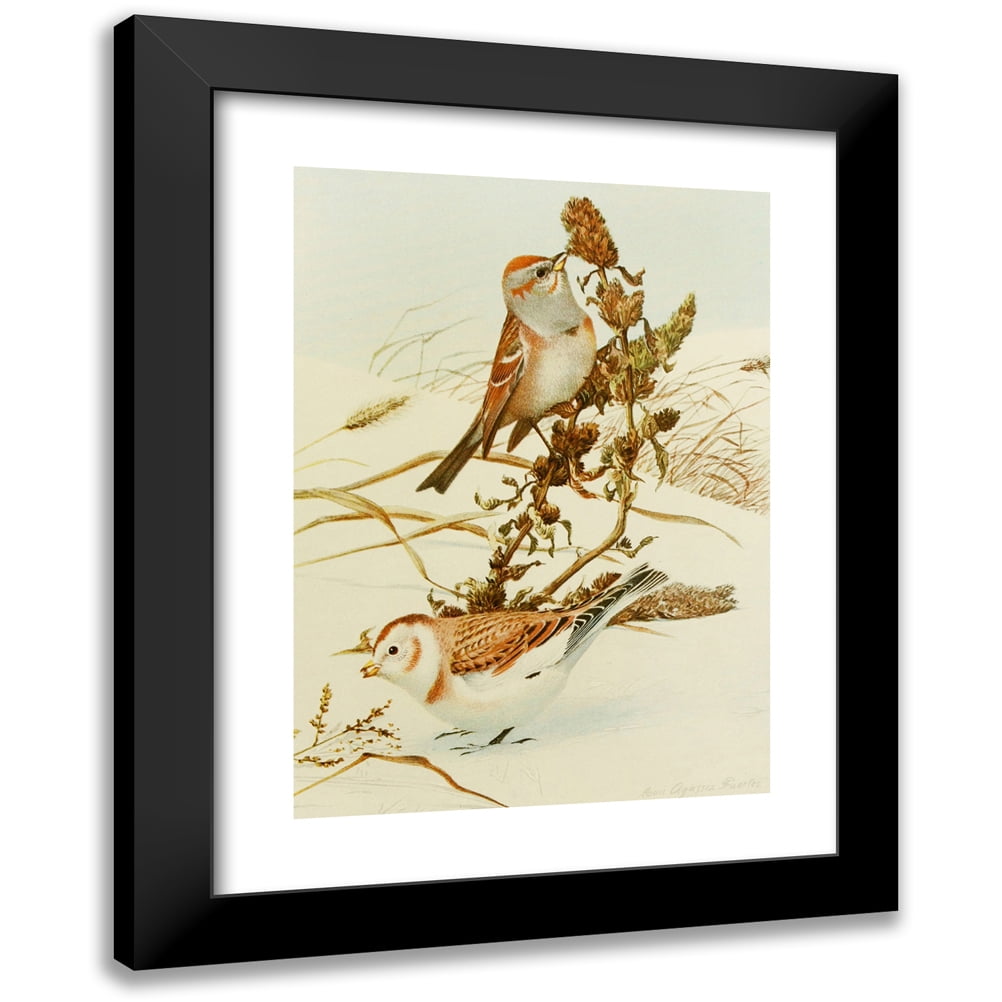 Louis Agassiz Fuertes 14x18 Black Modern Framed Museum Art Print Titled ...