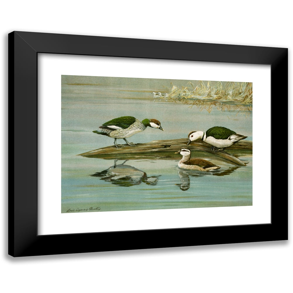 Louis Agassiz Fuertes 18x14 Black Modern Framed Museum Art Print Titled ...