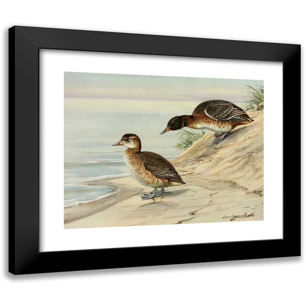 Louis Agassiz Fuertes 18x15 Black Modern Framed Museum Art Print Titled ...