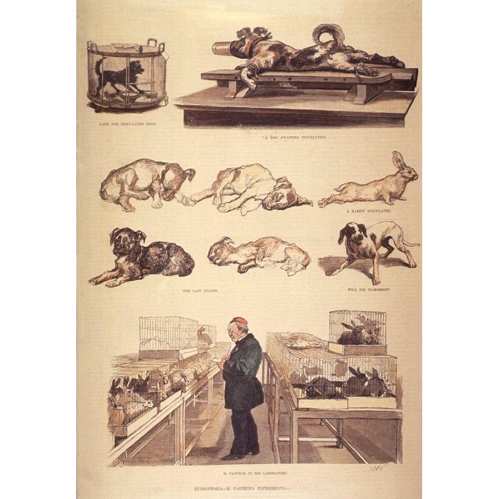 Louis Pasteur In Laboratory History Poster Print - Walmart.com