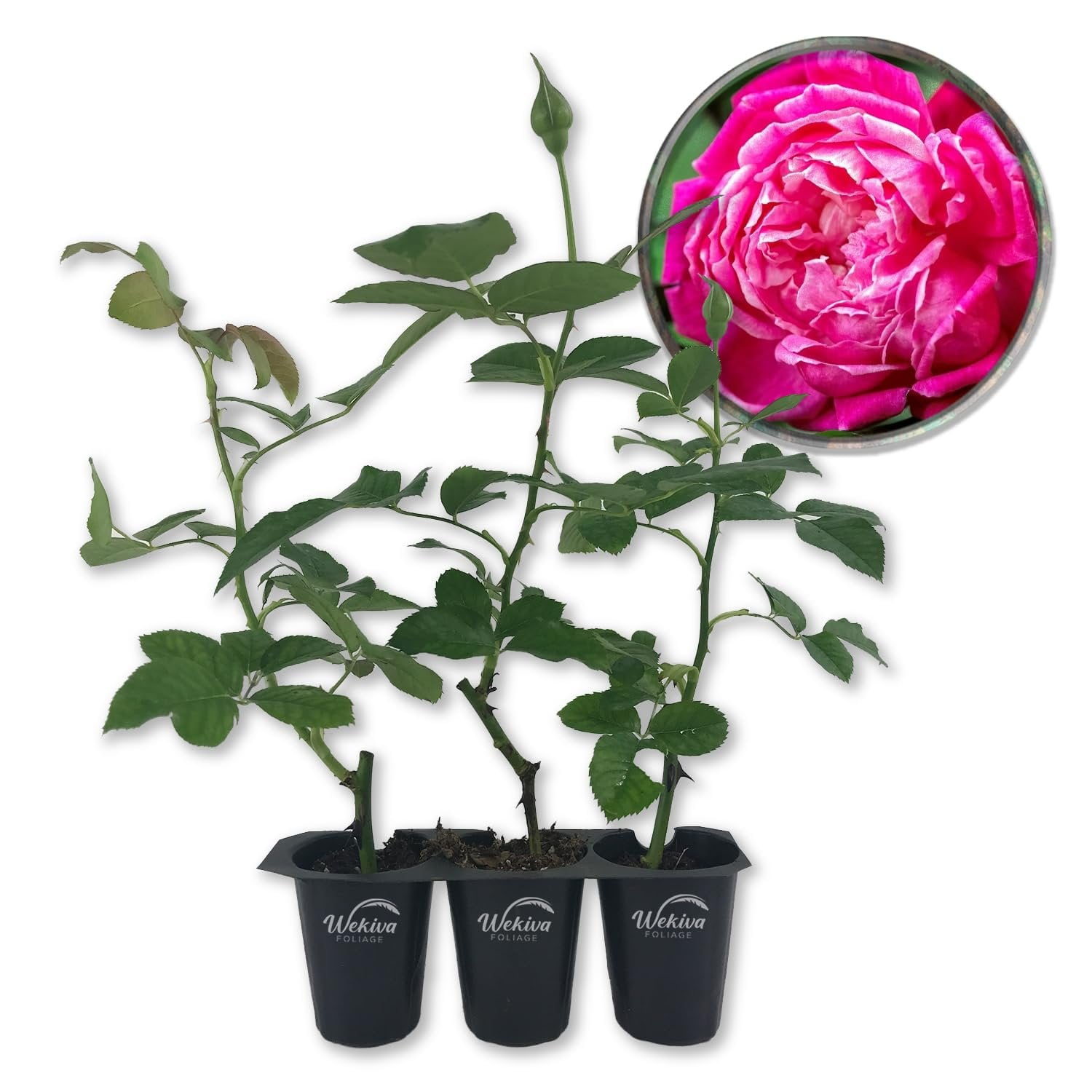 Louis Philippe Rose Bush - 3 Live Starter Plants in 2 Inch Growers Pots ...