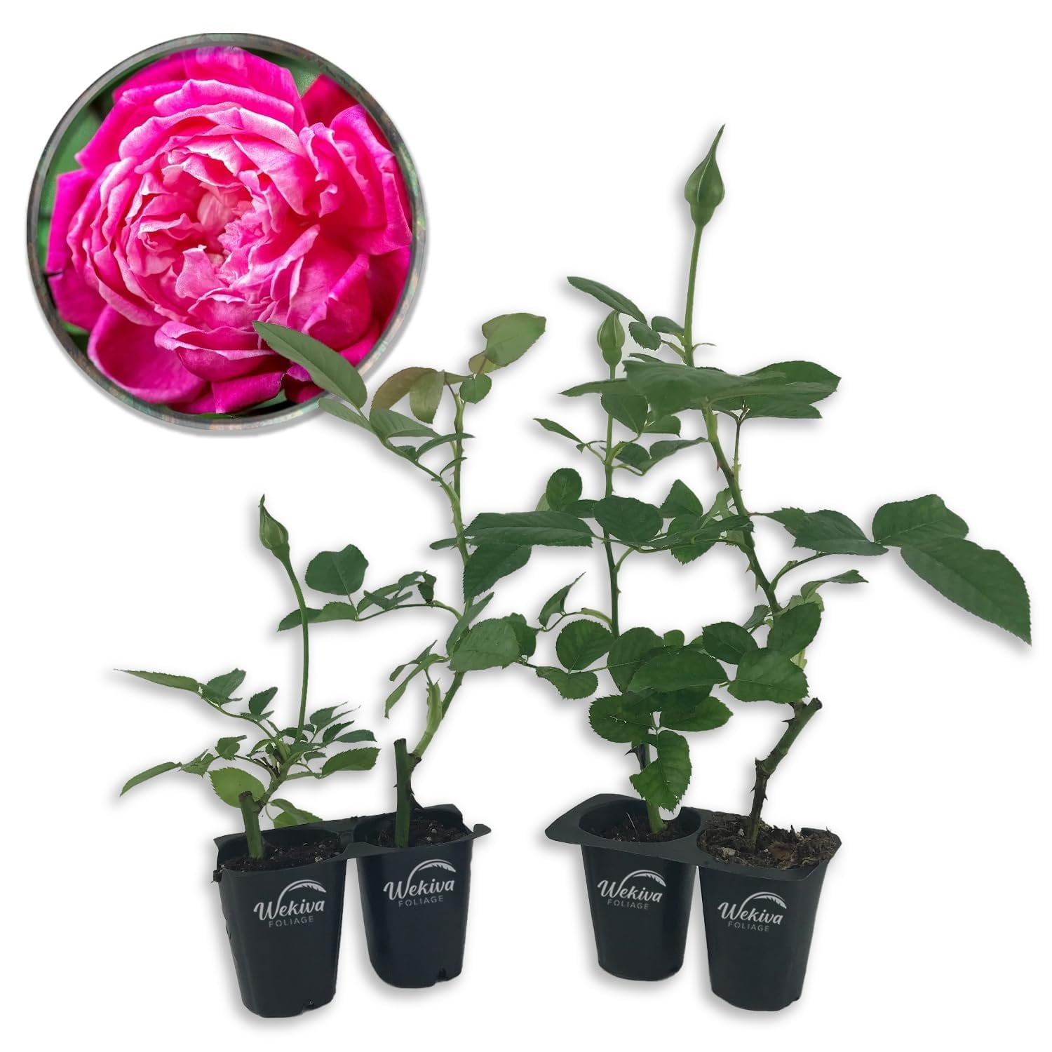 Louis Philippe Rose Bush - 4 Live Starter Plants in 2 Inch Growers Pots - Beautifully Fragrant ...