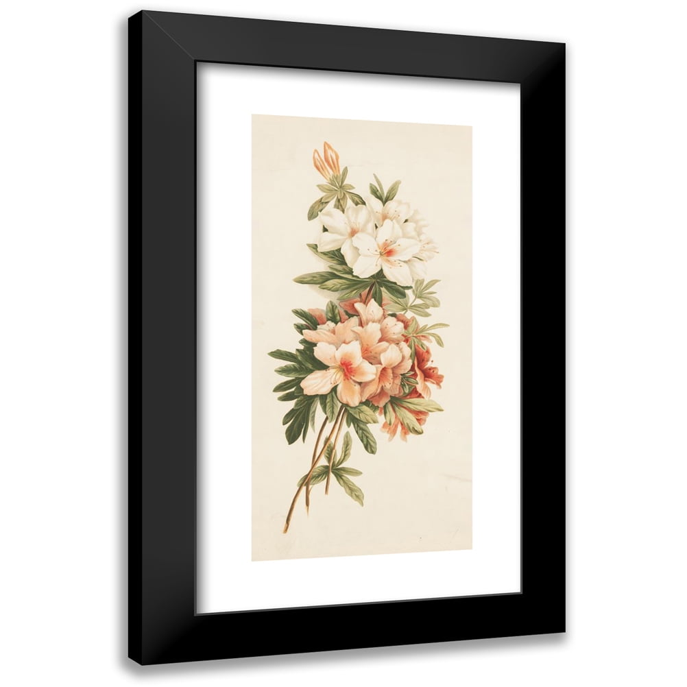 Louis Prang 9x14 Black Modern Framed Museum Art Print Titled - Azaleas ...