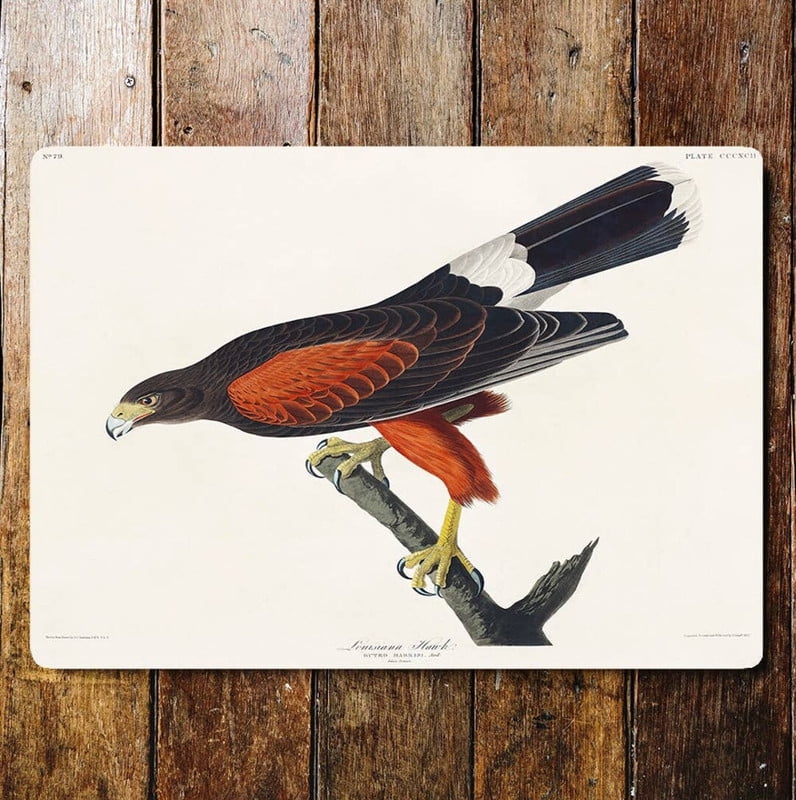 Louisiana Hawk Red And Black Tree Branch Metal Sign Plaque 12×8 Inch ...