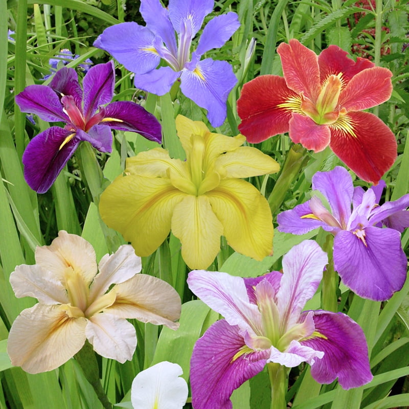 Louisiana Iris Deluxe Mix Flower Bulbs - 5 Roots per Pack - Deer Resistant - Good as Cut Flowers ...