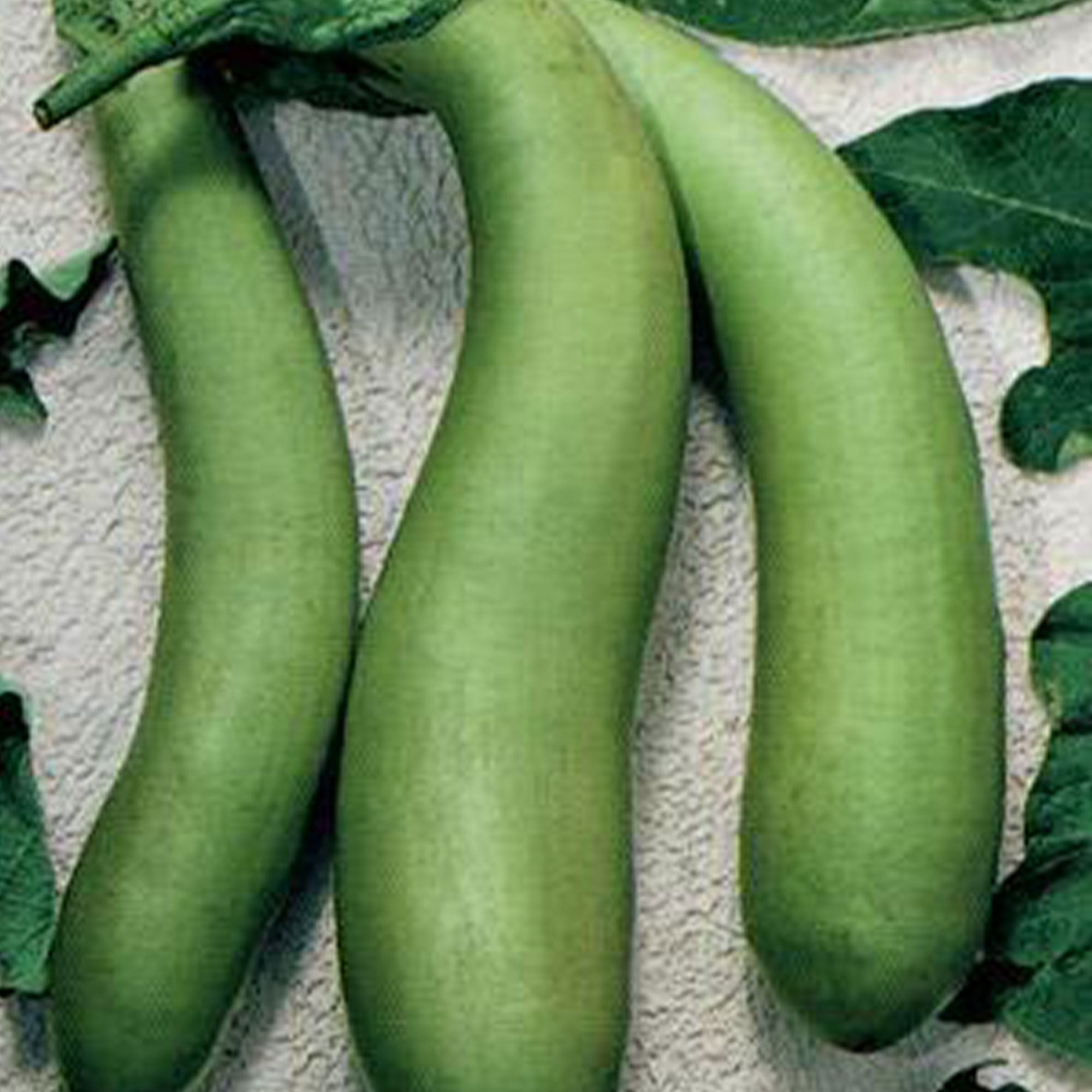 Louisiana Long Green Eggplant Seeds - 250 Mg Packet ~55 Egg Plant Seeds ...