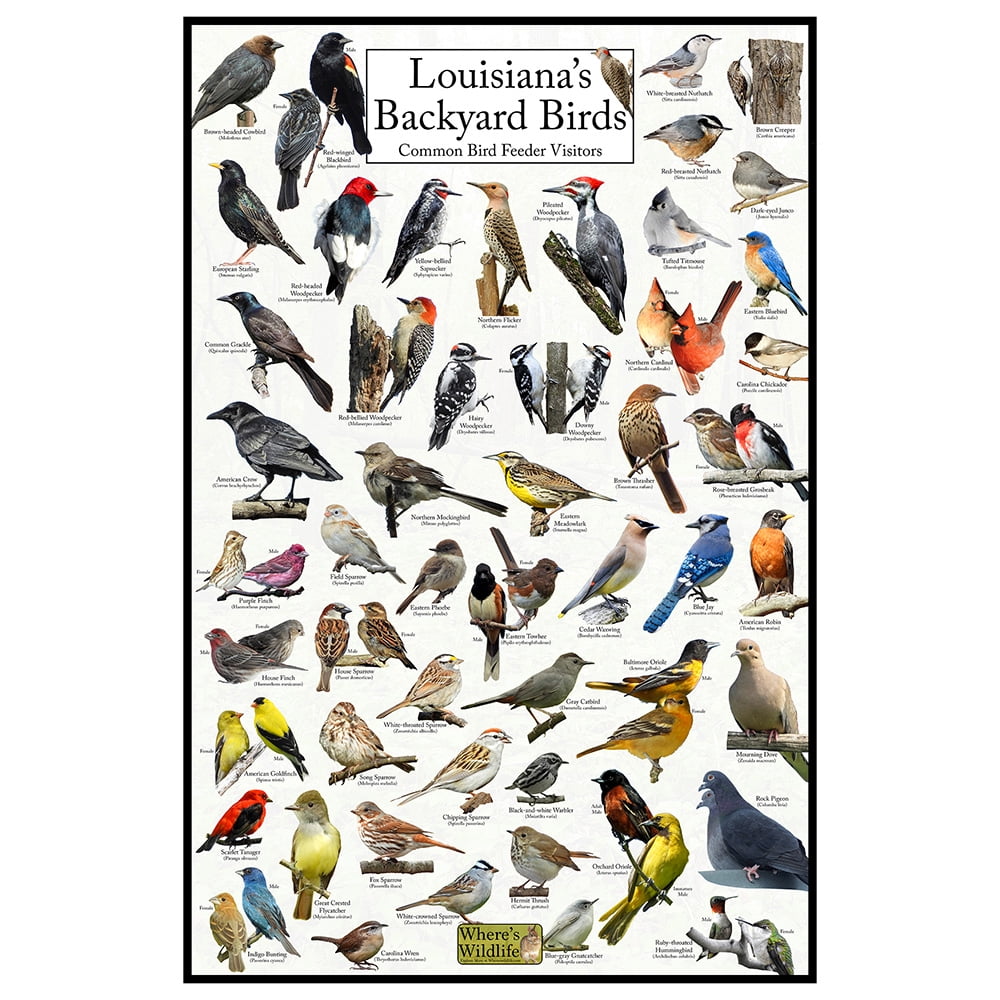 Louisiana's Backyard Birds Poster - Louisiana Bird Chart Highlighting ...