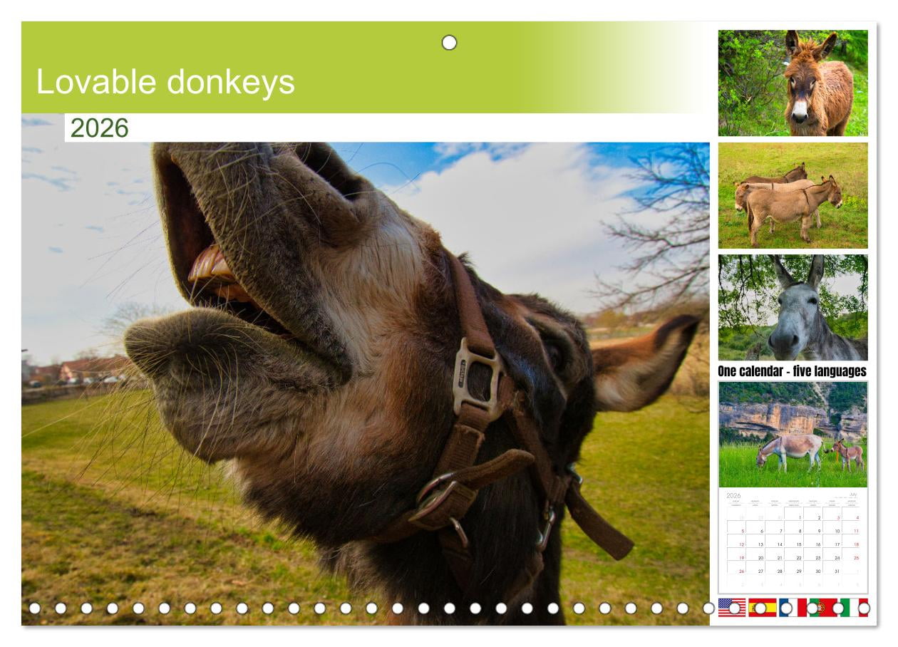 Lovable donkeys (Monthly Wall Calendar 2026 16.5 x 23.4 (open ...