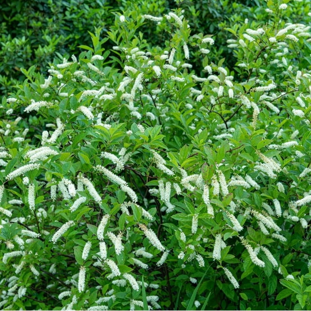 Love Child® Sweetspire - 3 Gallon Pot - Walmart.com