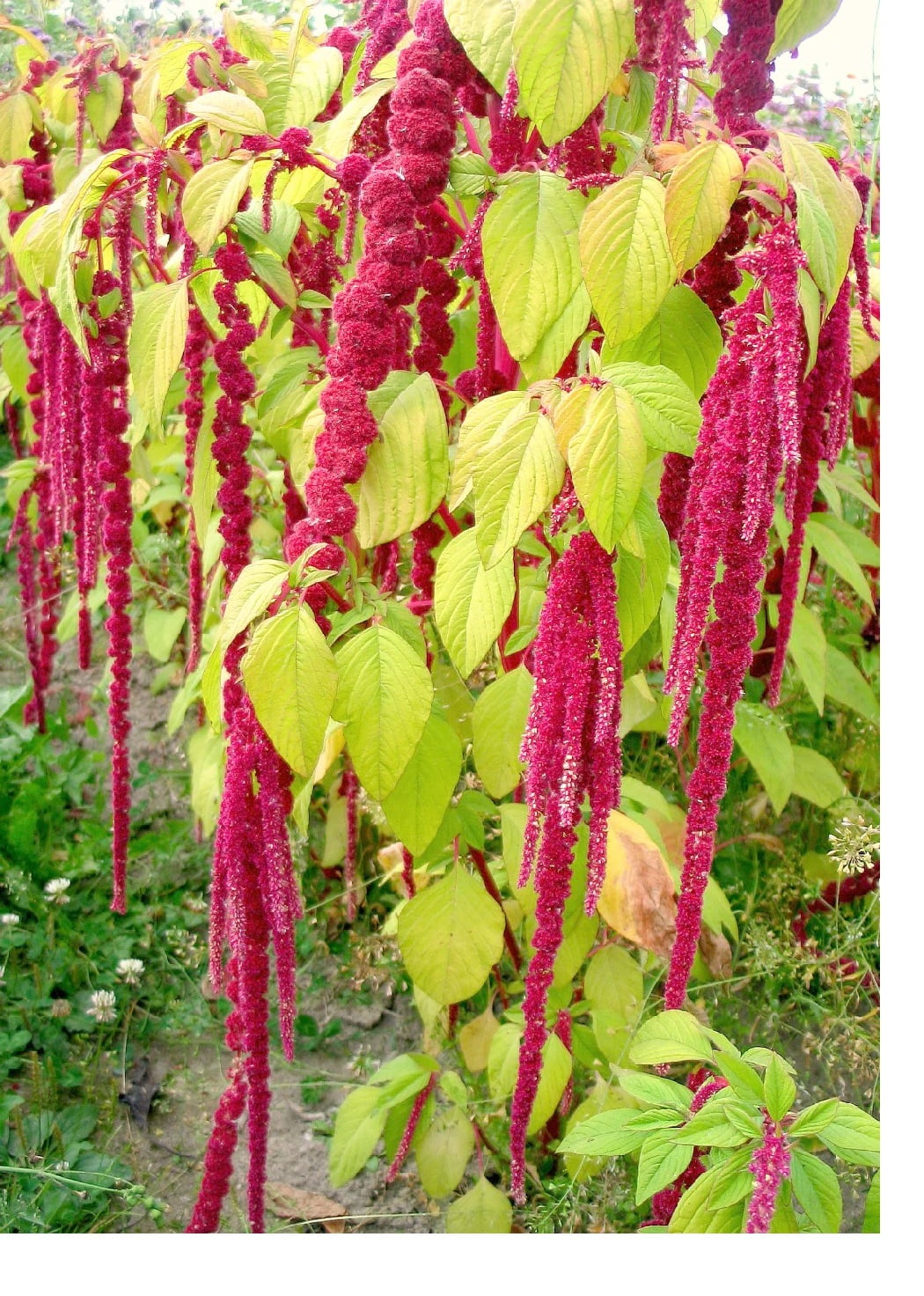 Love Lies Bleeding Seed, 500+ Seeds, Sharp Striking Maroon Blooms ...