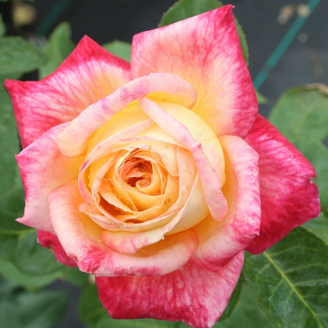 Heirloom Roses Live Fragrant Love & Peace Hybrid Tea Rose - Real Multi ...