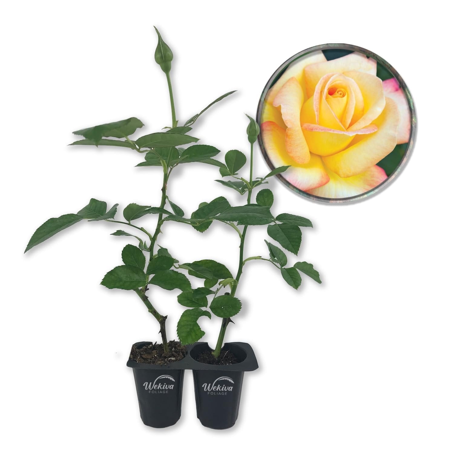 Love and Peace Rose Bush - 2 Live Starter Plants in 2 Inch Pots ...