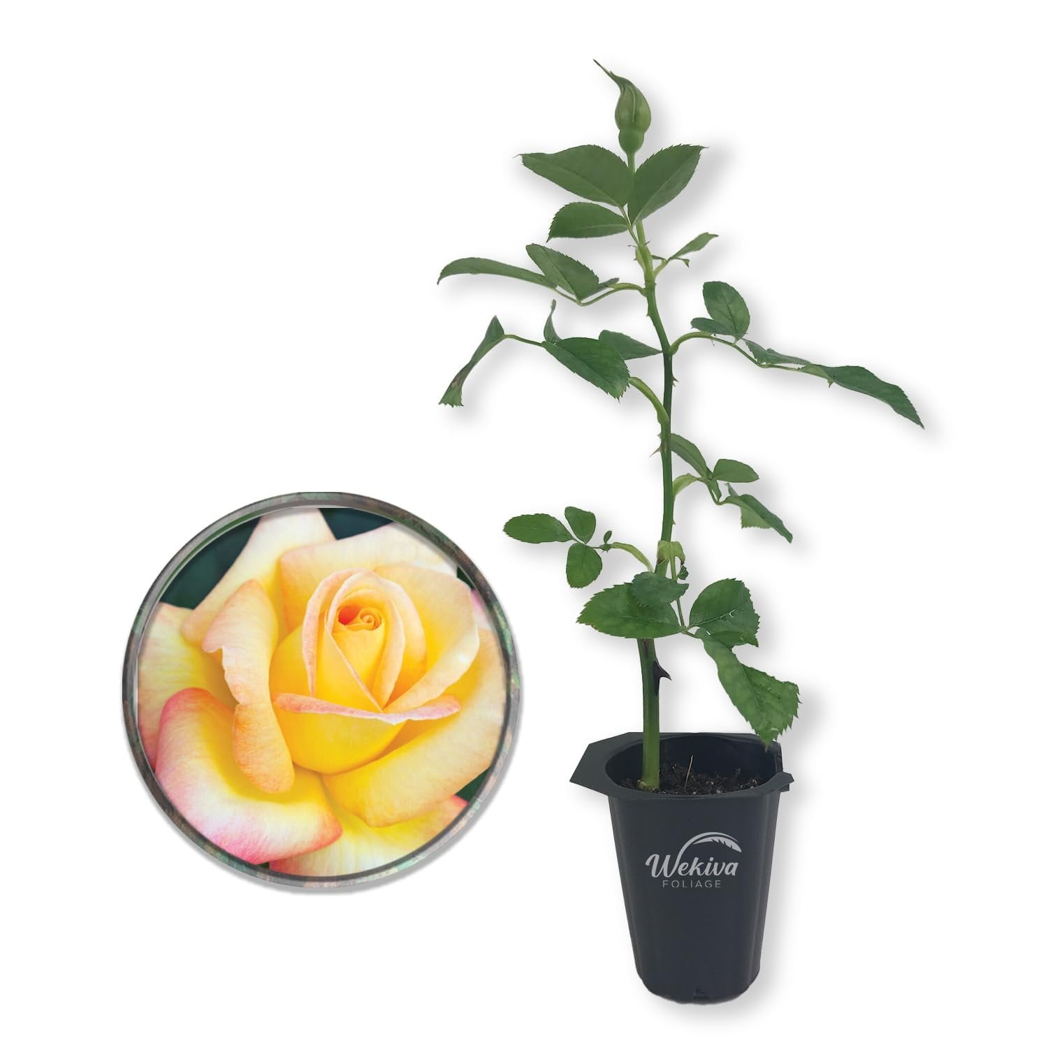 Love and Peace Rose Bush - Live Starter Plant in a 2 Inch Pot ...