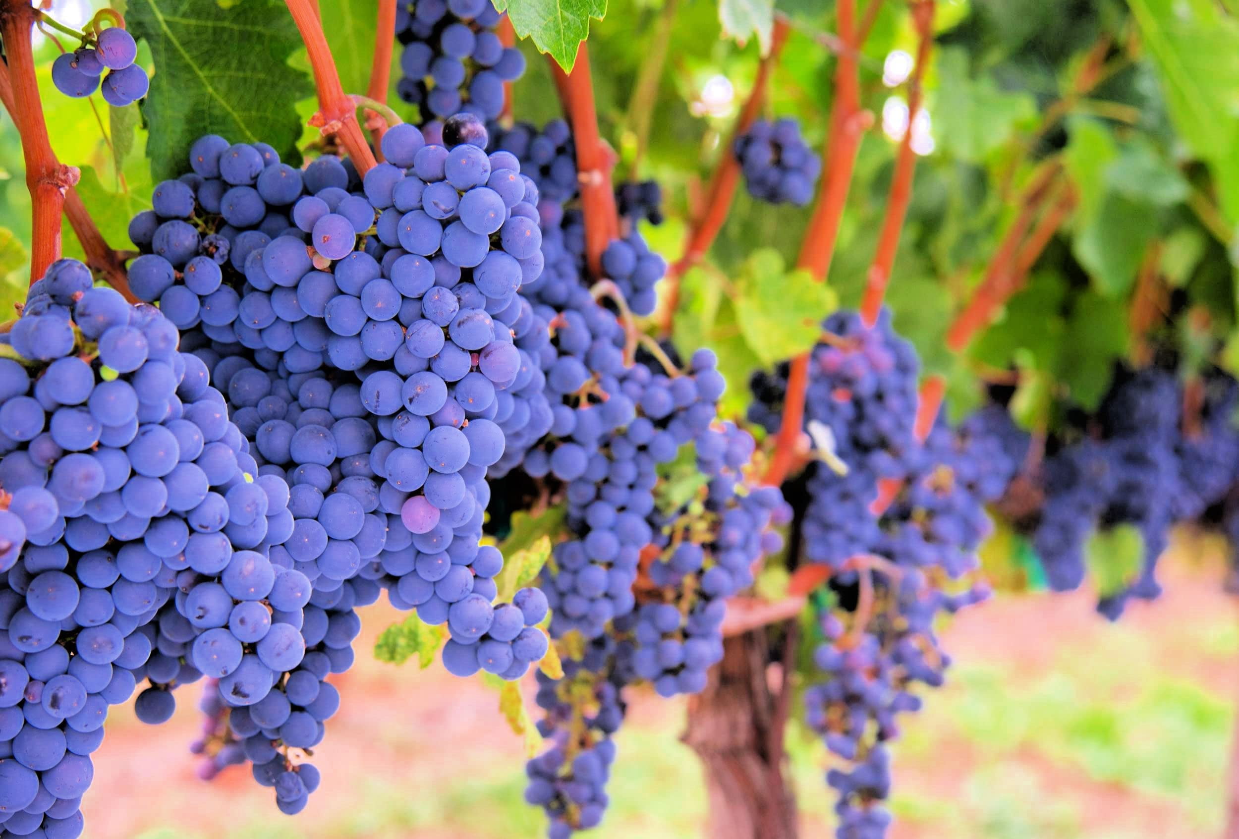 Love Vine Seeds (100 Seeds) - Produces Delicious Edible Grapes ...