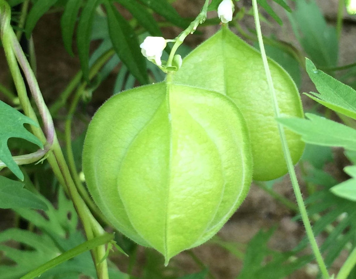 Sherwood's Seeds, Balloon Vine Heartseed, Heirloom Vining Plant Seeds ...