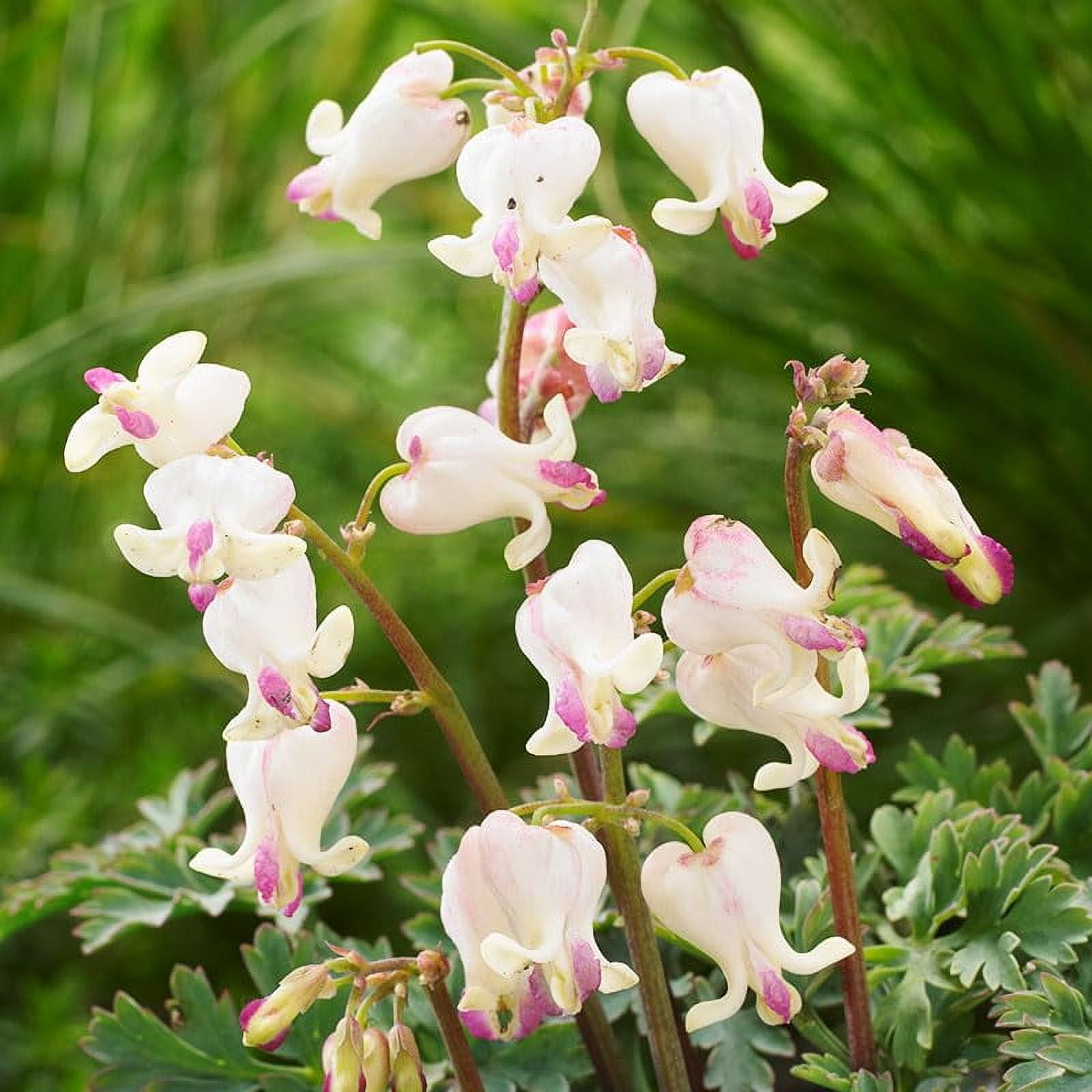 Lovehearts Bleeding Hearts Flower Root - Perennial - Grows Great in ...
