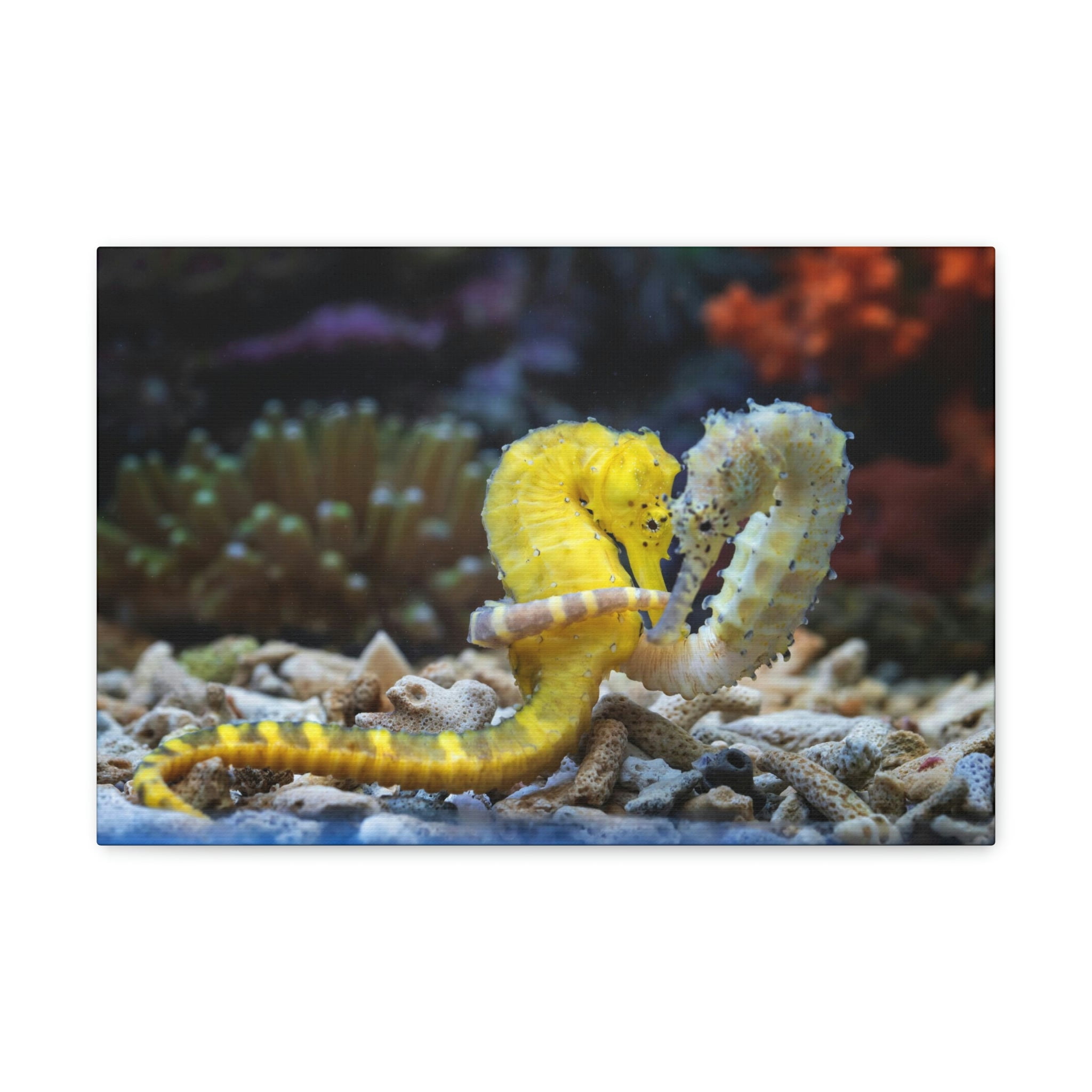 Lovely Couple of Seahorse Print Animal Wall Art Wildlife Canvas Prints ...
