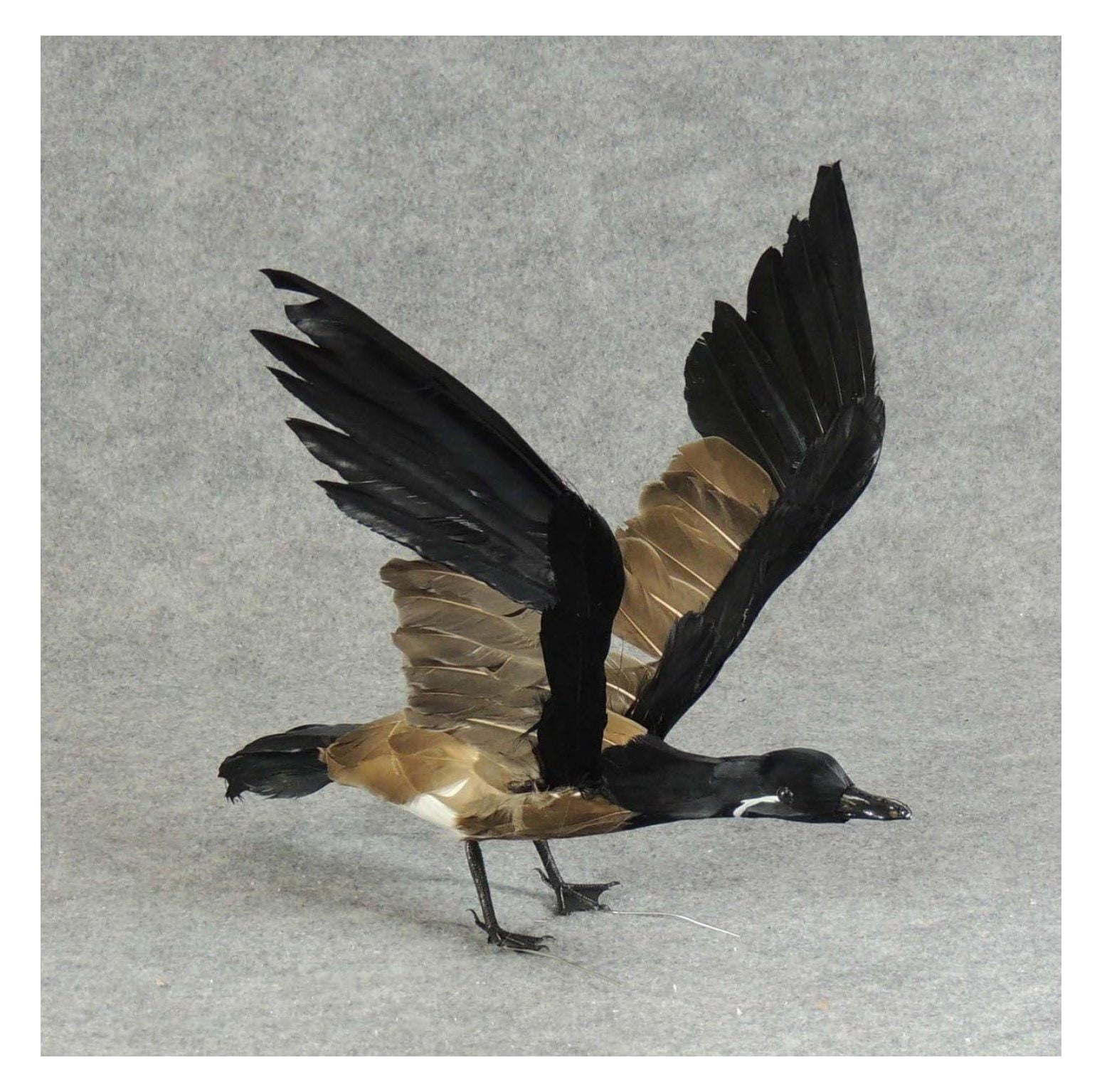 Lovely Feathered Flying Artificial Canadian Goose for Displaying and ...