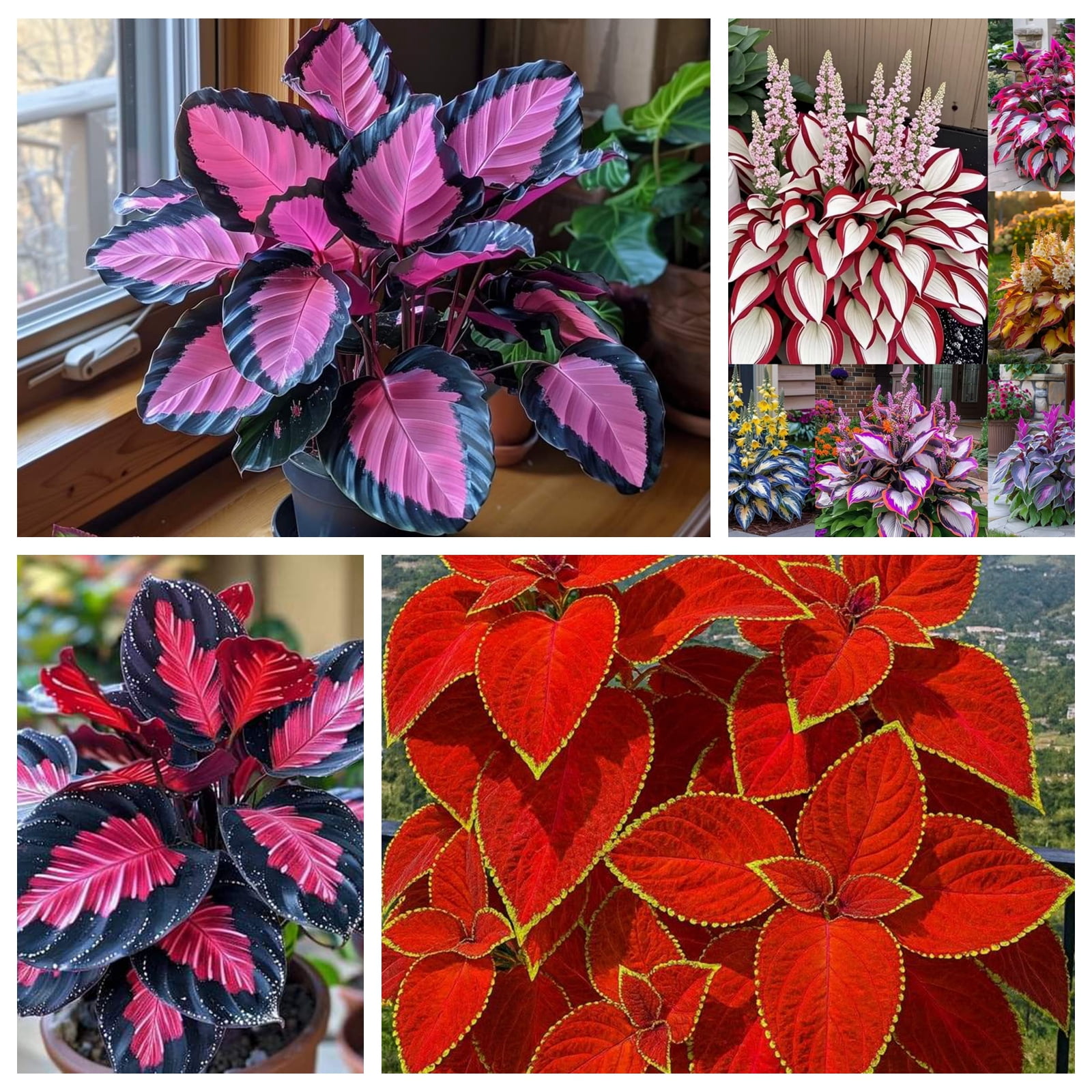 Lovely-Hosta-Bulbs For Planting - Garden-Bulk-Elegance Decoration ...