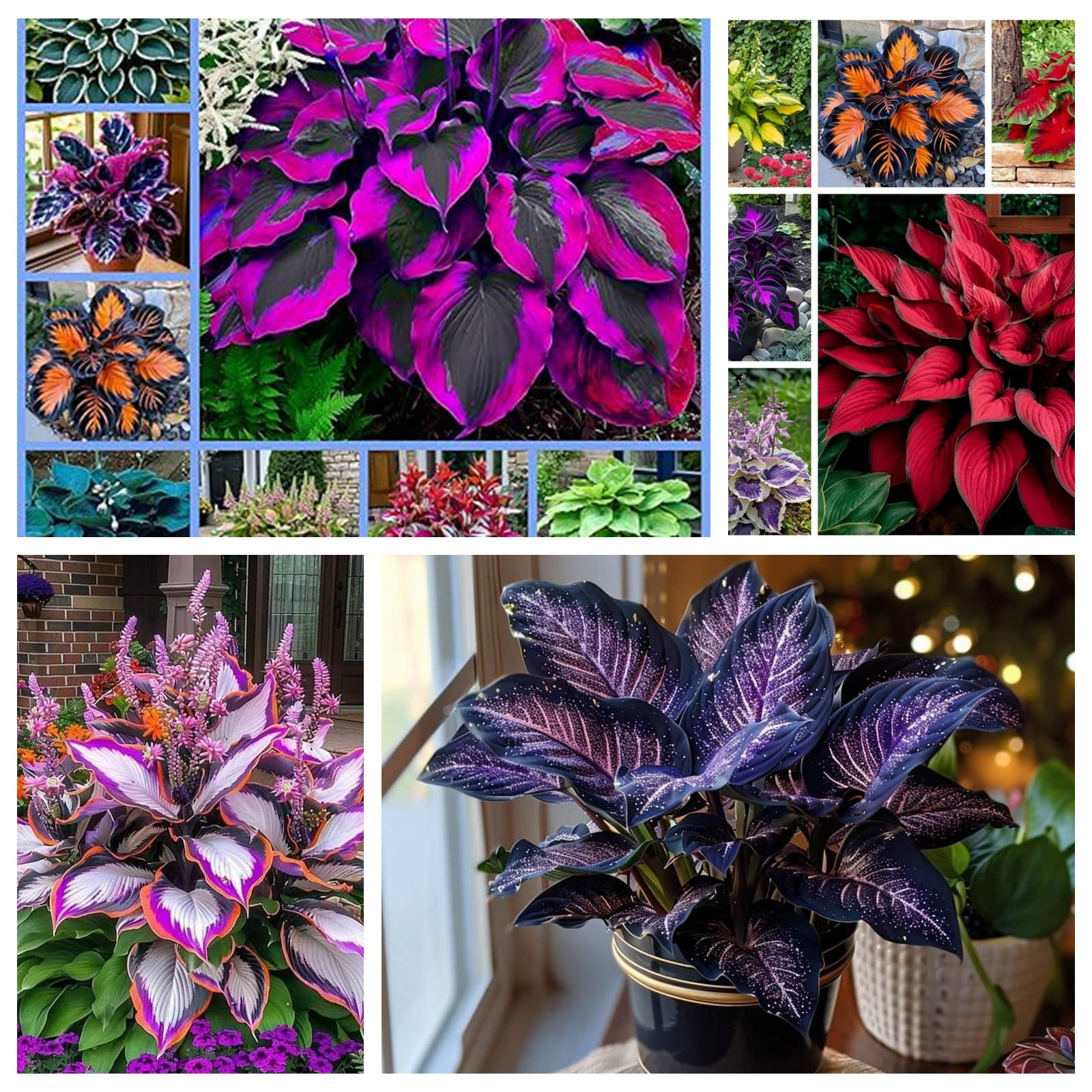 Lovely-Hosta-Bulbs For Planting - Garden-Bulk-Elegance Decoration ...