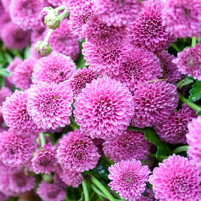 Lovely Lilac Time Dahlia Flowers - 7 Bulbs - Pretty Purple Petals ...